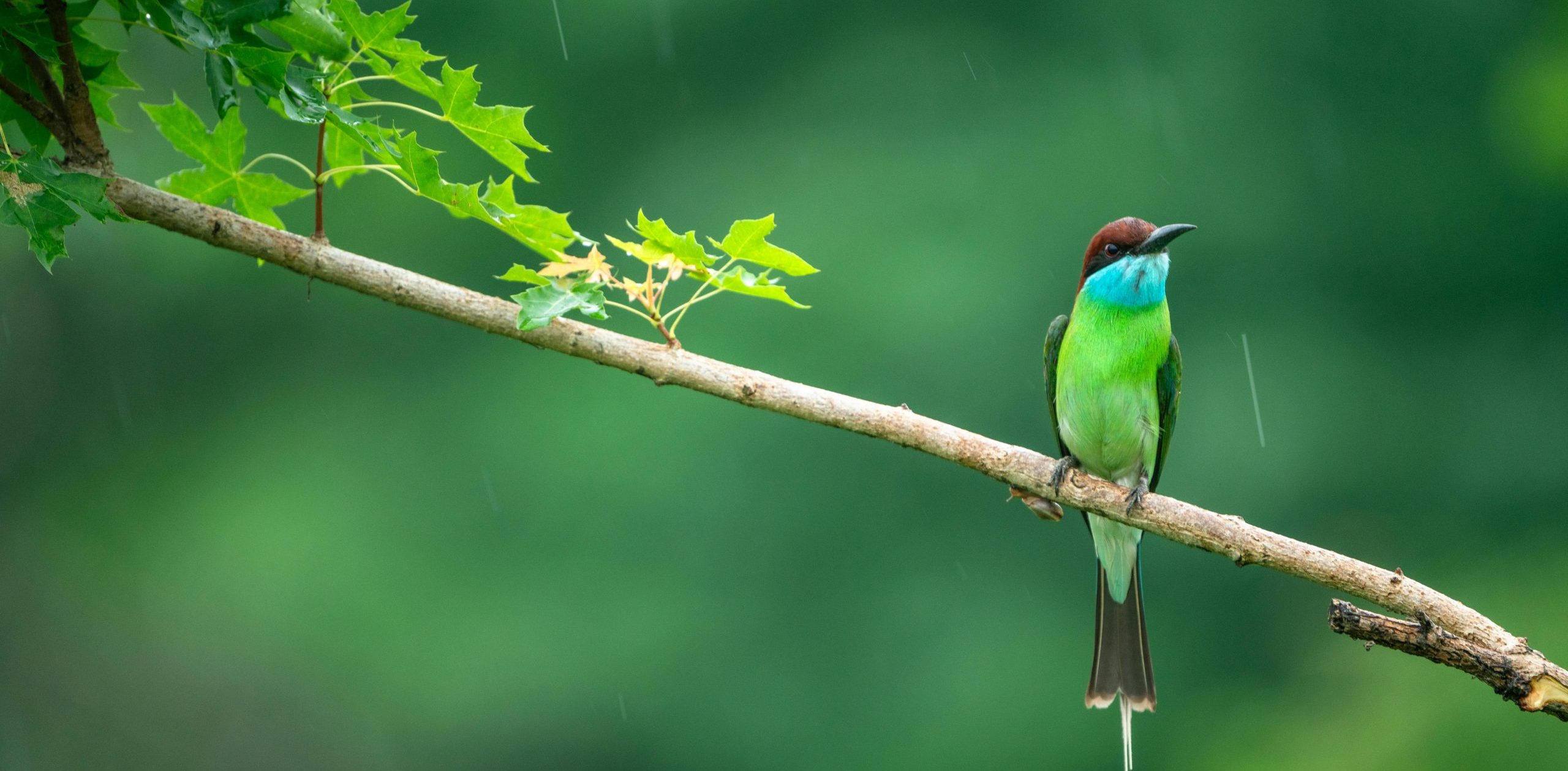 Colombia: Nueva área protegida para las aves – Ambiente Stereo