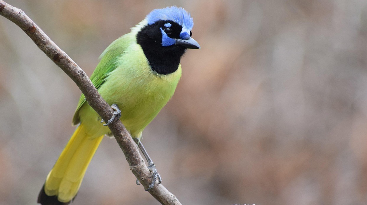 Primer animal híbrido por el cambio climático – Ambiente Stereo